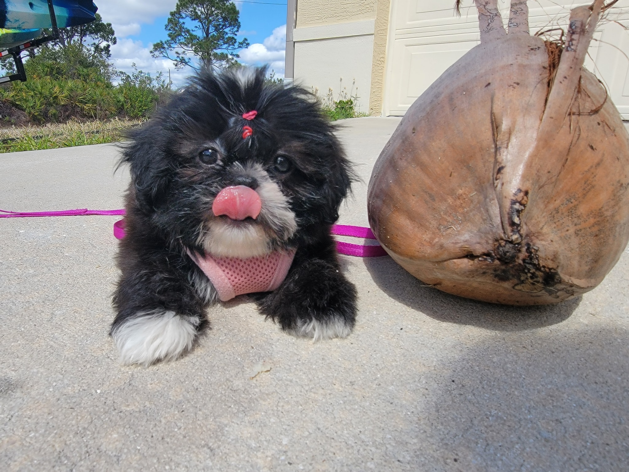 What We Do – Chimera Shih Tzu