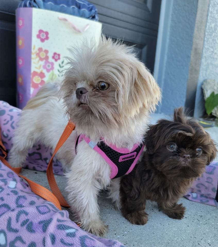 Products We Love – Chimera Shih Tzu