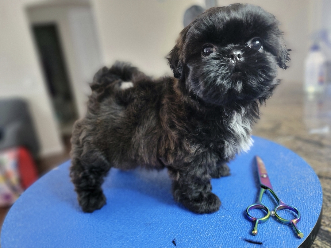 Products We Love – Chimera Shih Tzu