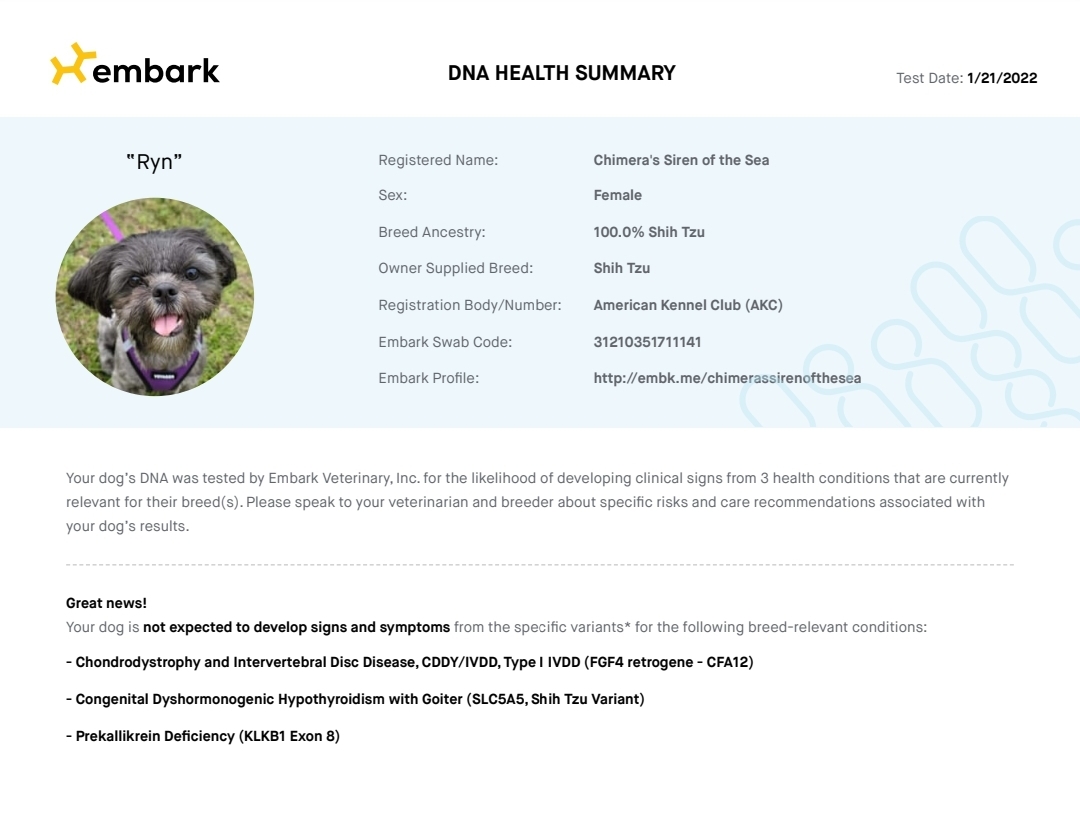 Health Testing OFA/CHIC Embark DNA – Chimera Shih Tzu
